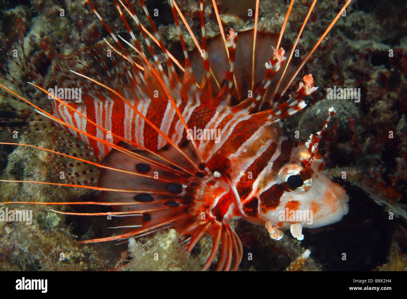 A close-up photo of brightly colored Spotfin Lionfish hunting at night ...