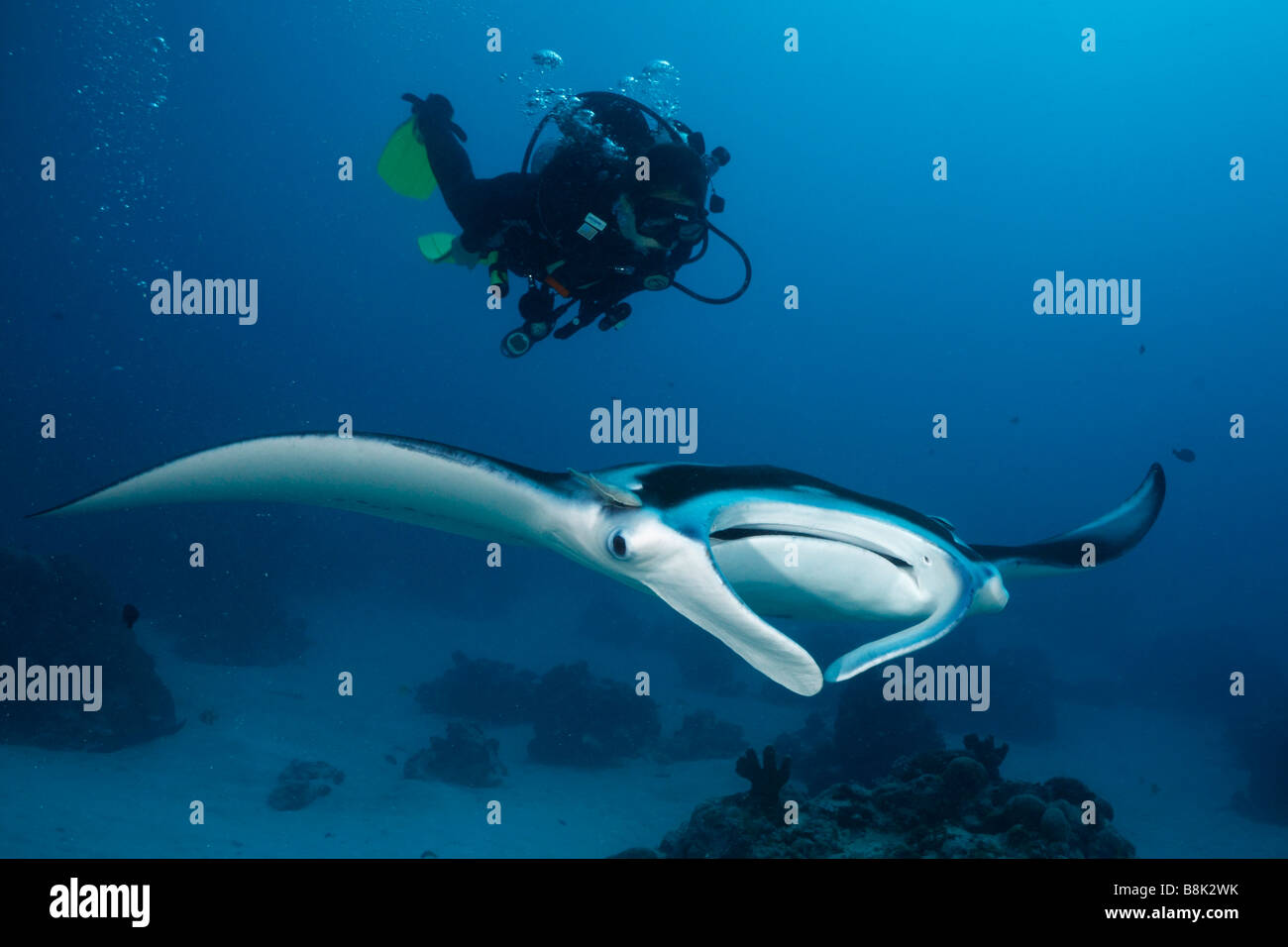 Giant manta ray swimming over the reef hi-res stock photography and ...