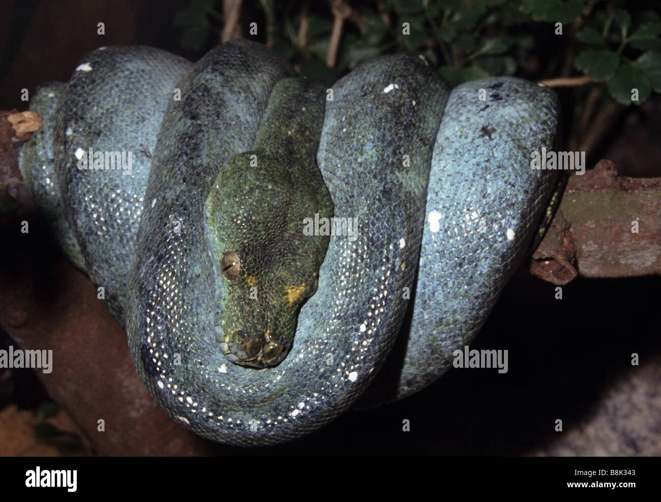 Morelia chondropython viridis hi-res stock photography and images - Alamy