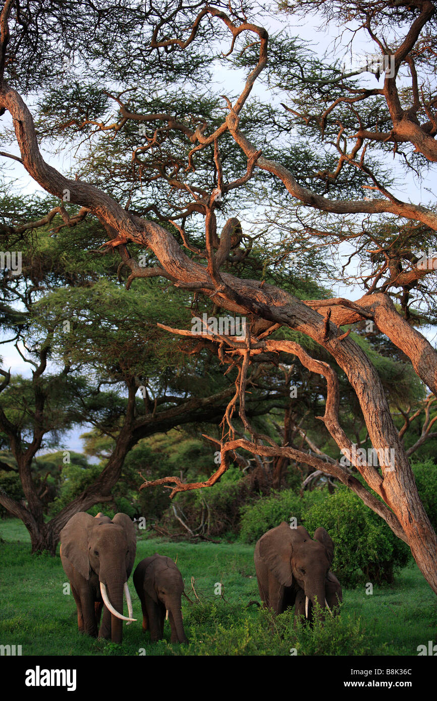 Urban wildlife kenya hi-res stock photography and images - Alamy