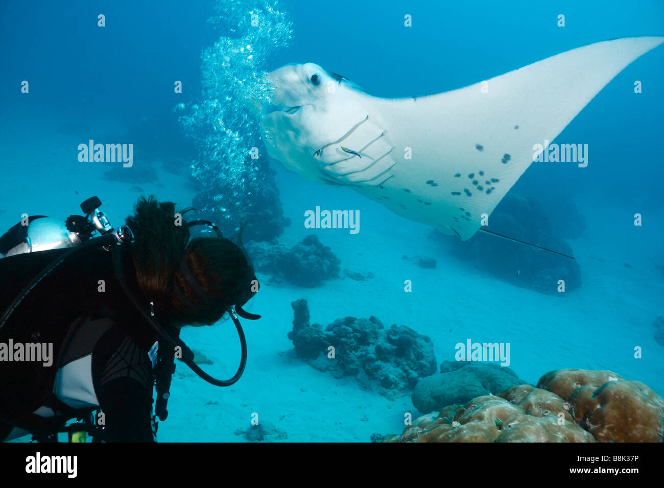 Reef manta ray and divers hi-res stock photography and images - Alamy