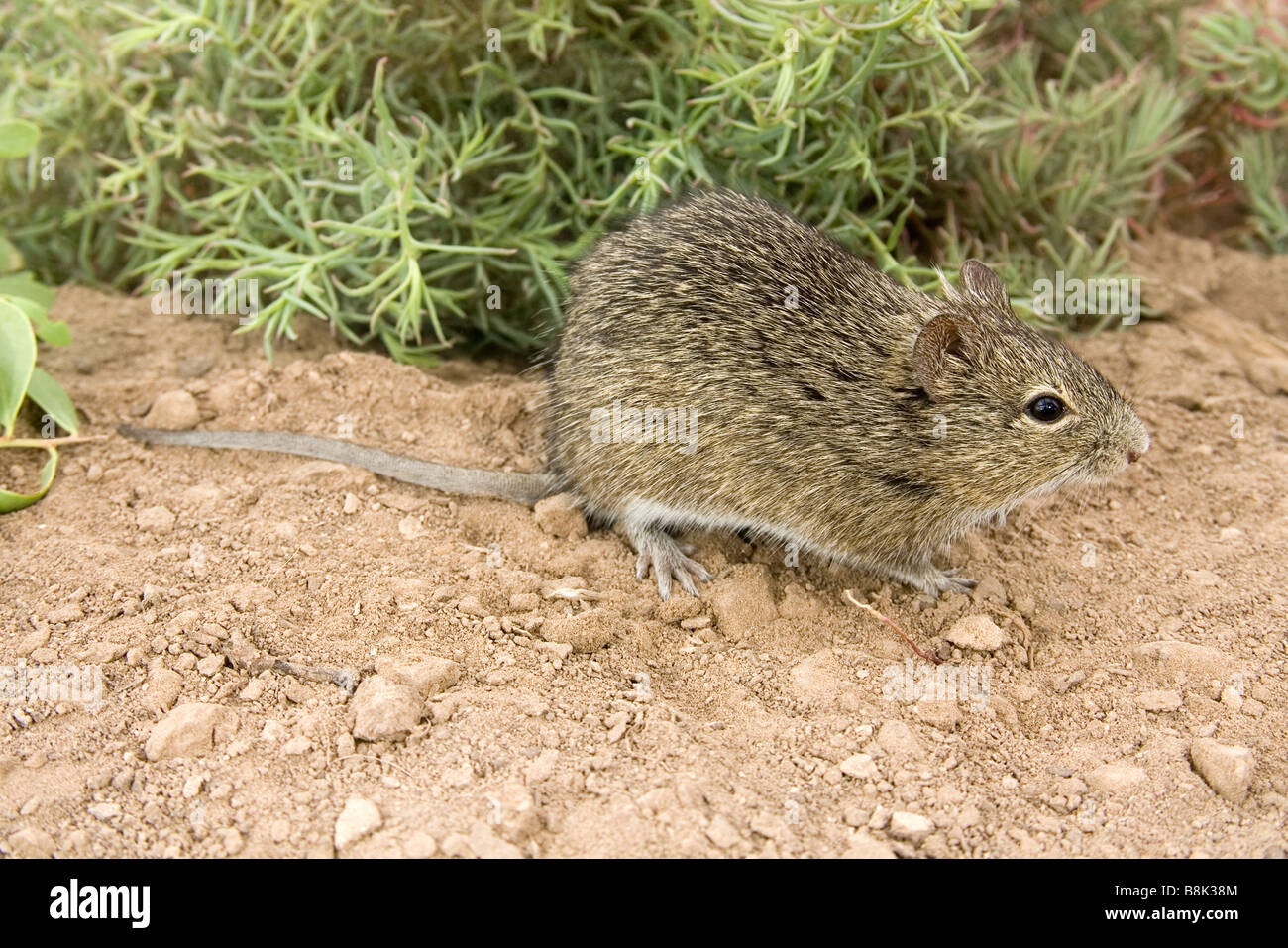 Hispid Cotton Rat Stock Photo - Alamy