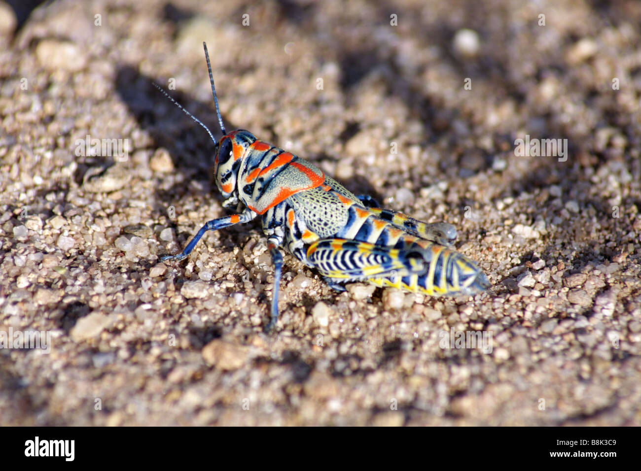 Rainbow locust hi-res stock photography and images - Alamy