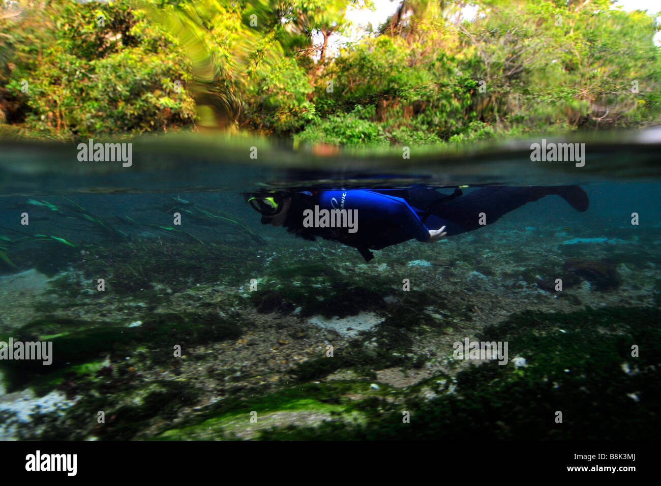 Diver enjoys underwater landscape of Sucuri river Bonito Mato Grosso do ...