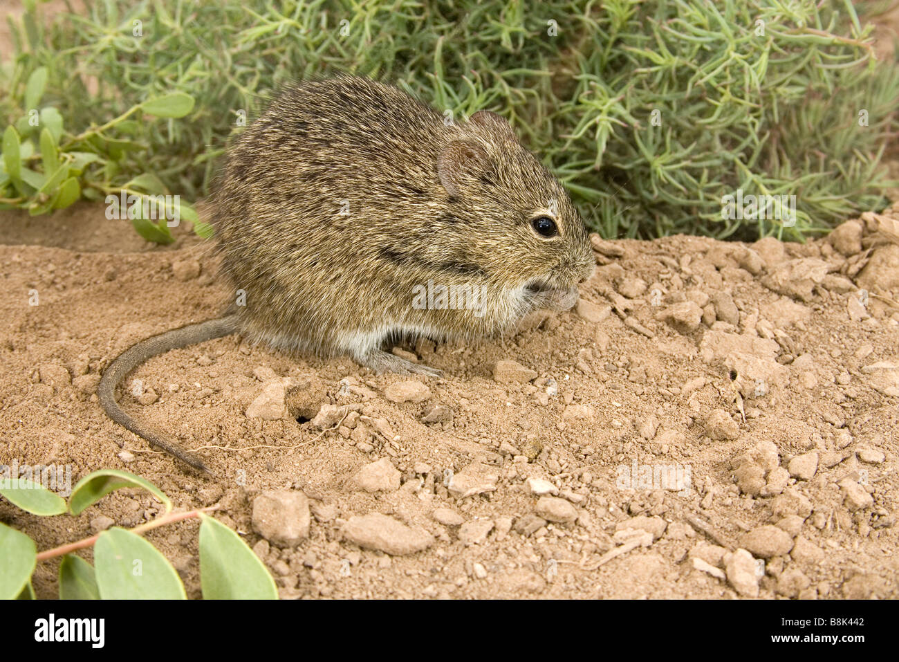 Hispid Cotton Rat Stock Photo - Alamy