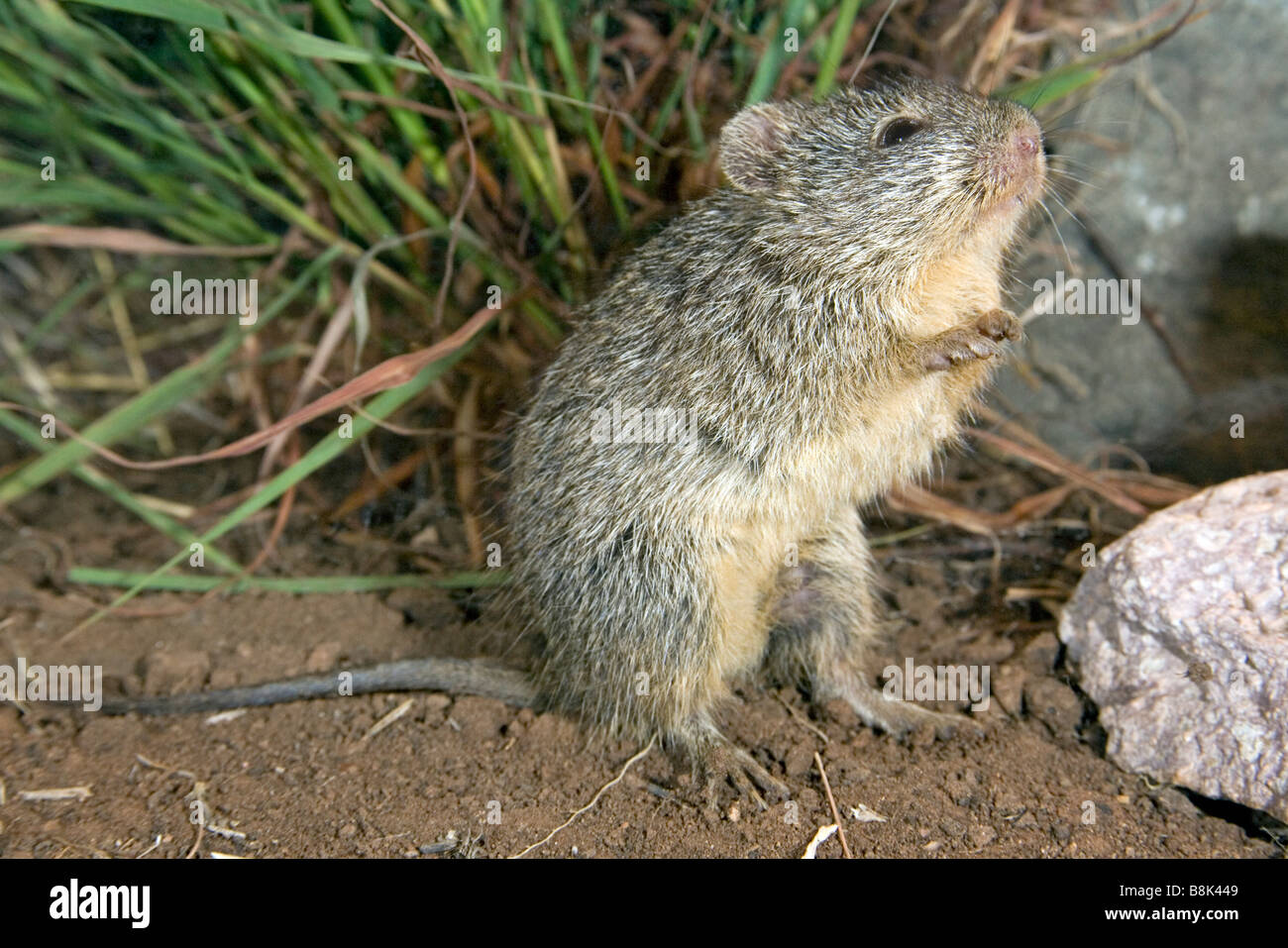 Tawny-bellied Cotton Rat Stock Photo - Alamy