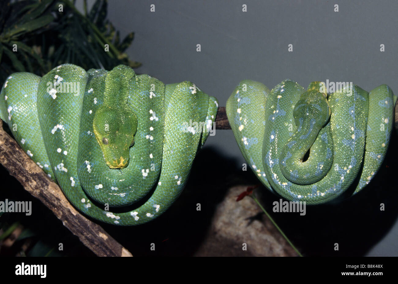 Pythoninae High Resolution Stock Photography and Images - Alamy