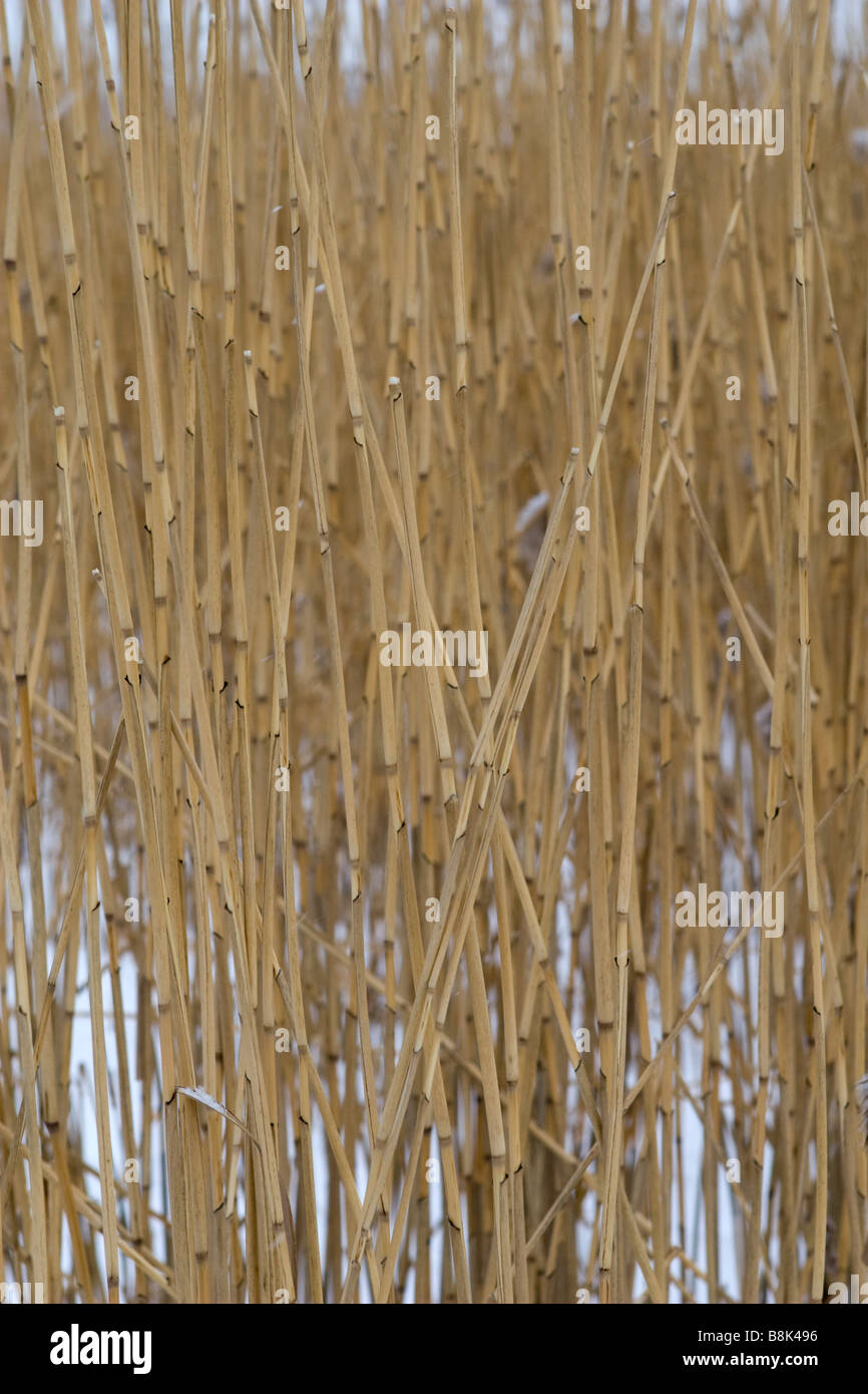 Pale yellow icing hi-res stock photography and images - Alamy