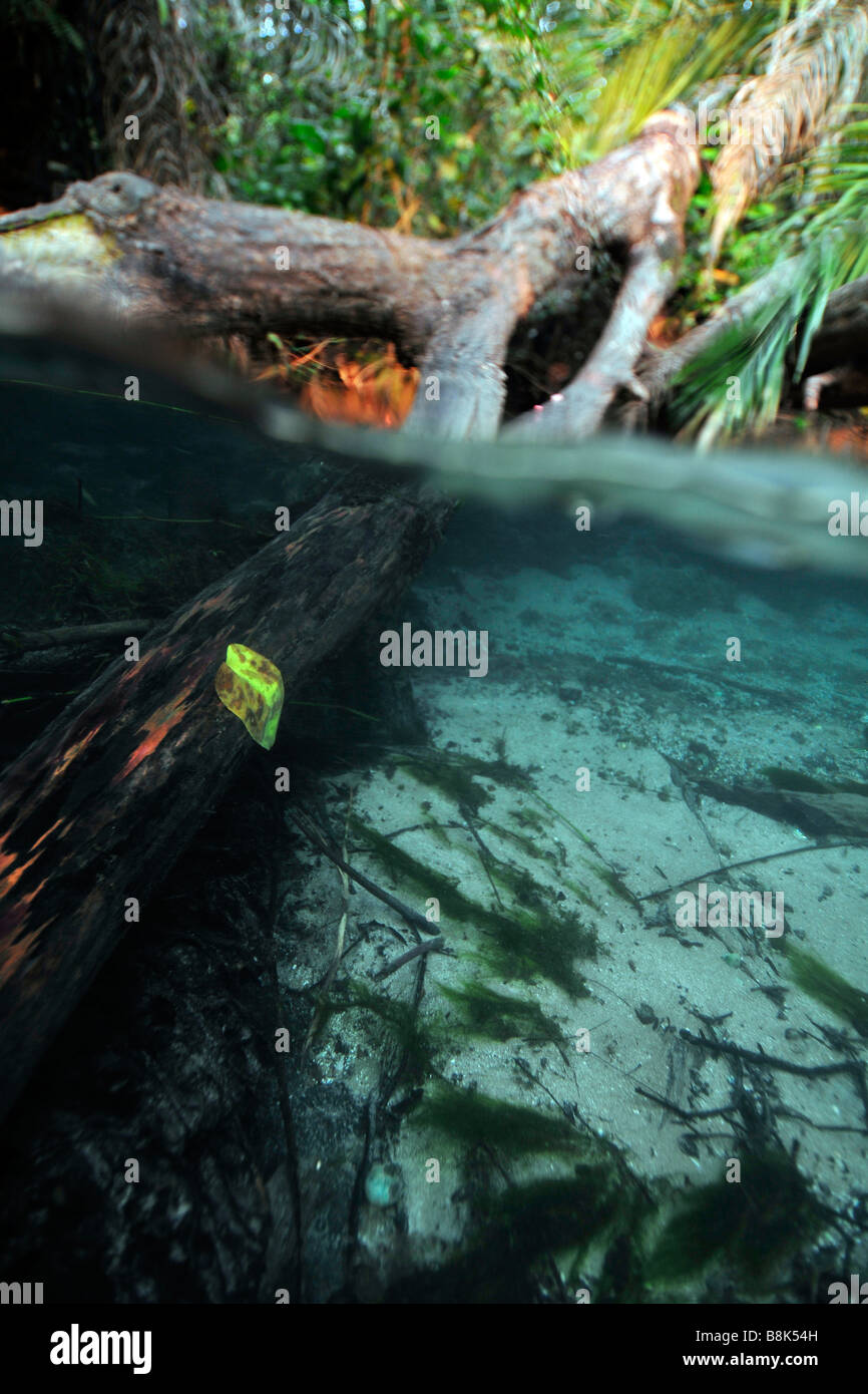Underwater scenery of Sucuri river Bonito Mato Grosso do Sul Brazil ...