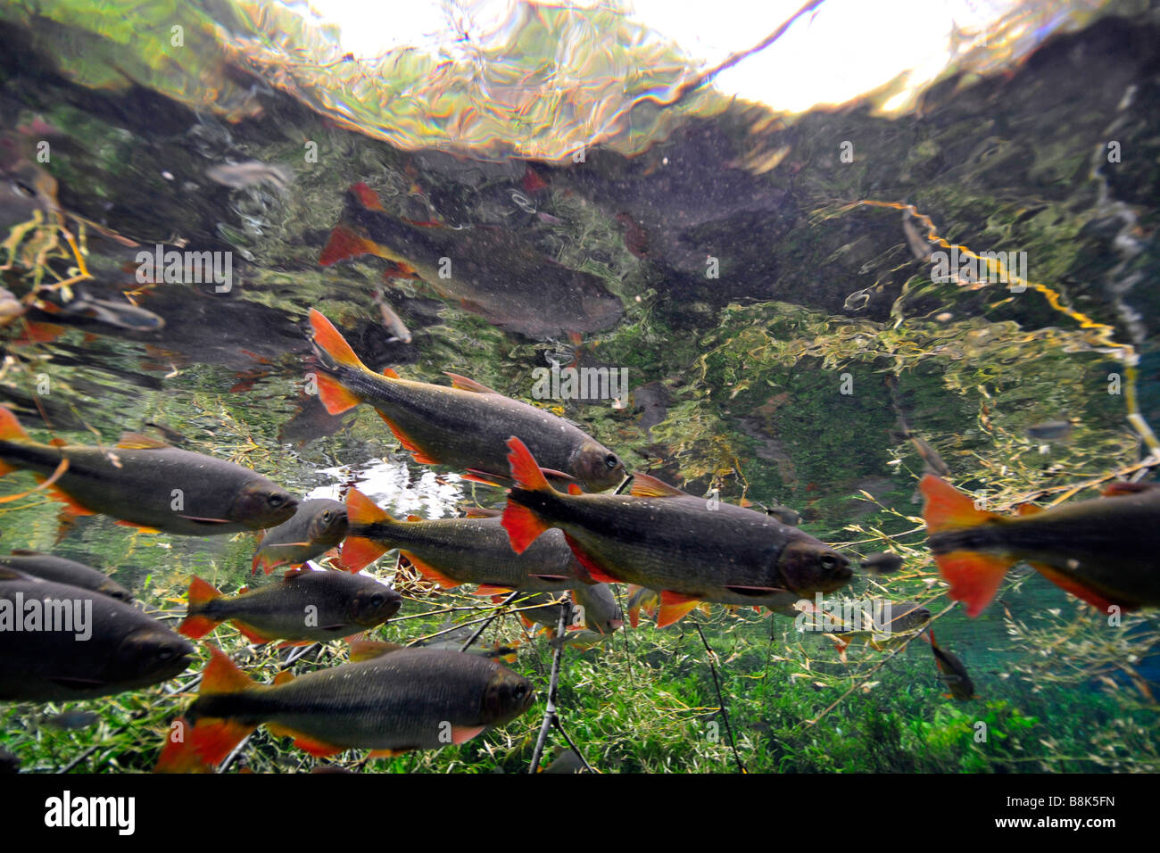 Characins or piraputangas Brycon hilarii swim by Baia Bonita river ...