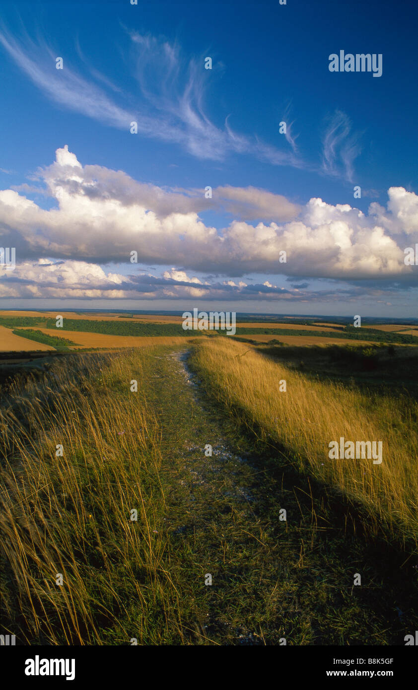 Chalkland plants hi-res stock photography and images - Alamy