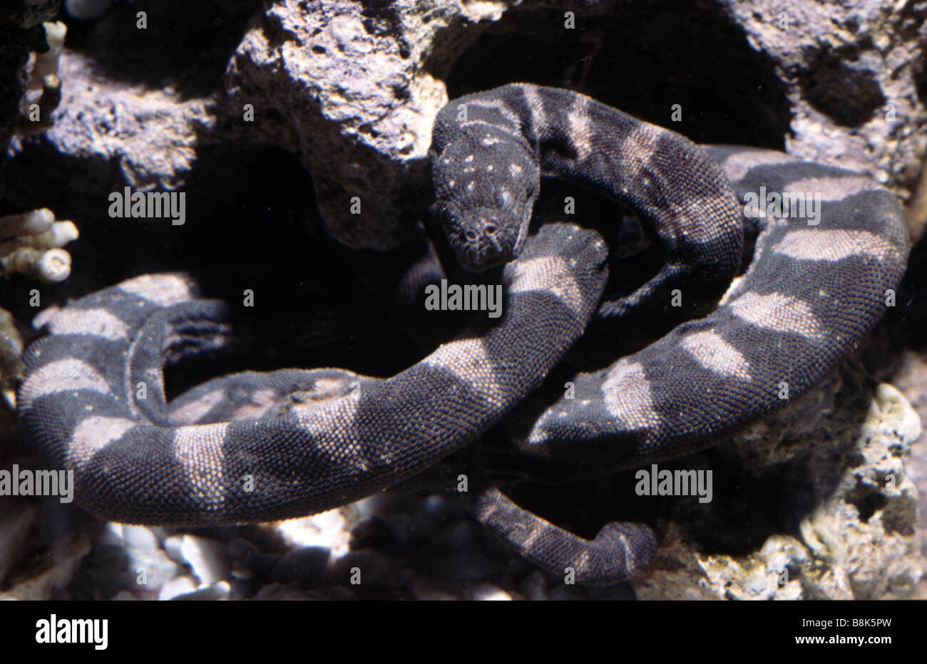 Wart snakes hi-res stock photography and images - Alamy