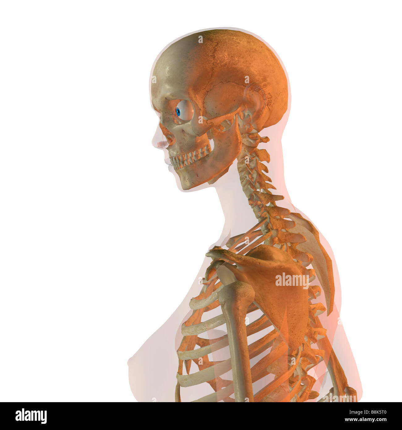 Transparent human female isolated on white thinking with skeleton ...