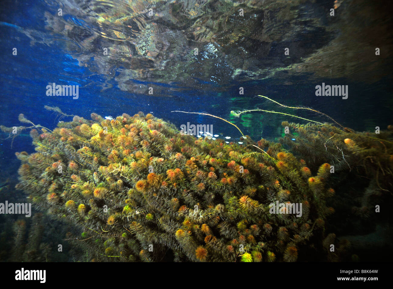 Underwater vegetation predominantly stonewort algae Chara rusbyana at ...