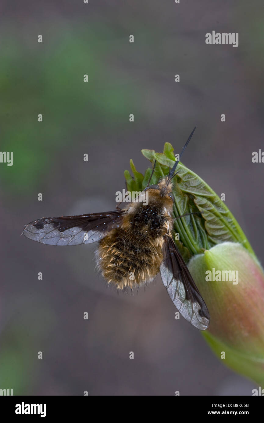 Bee-fly Bombylius major Stock Photo - Alamy