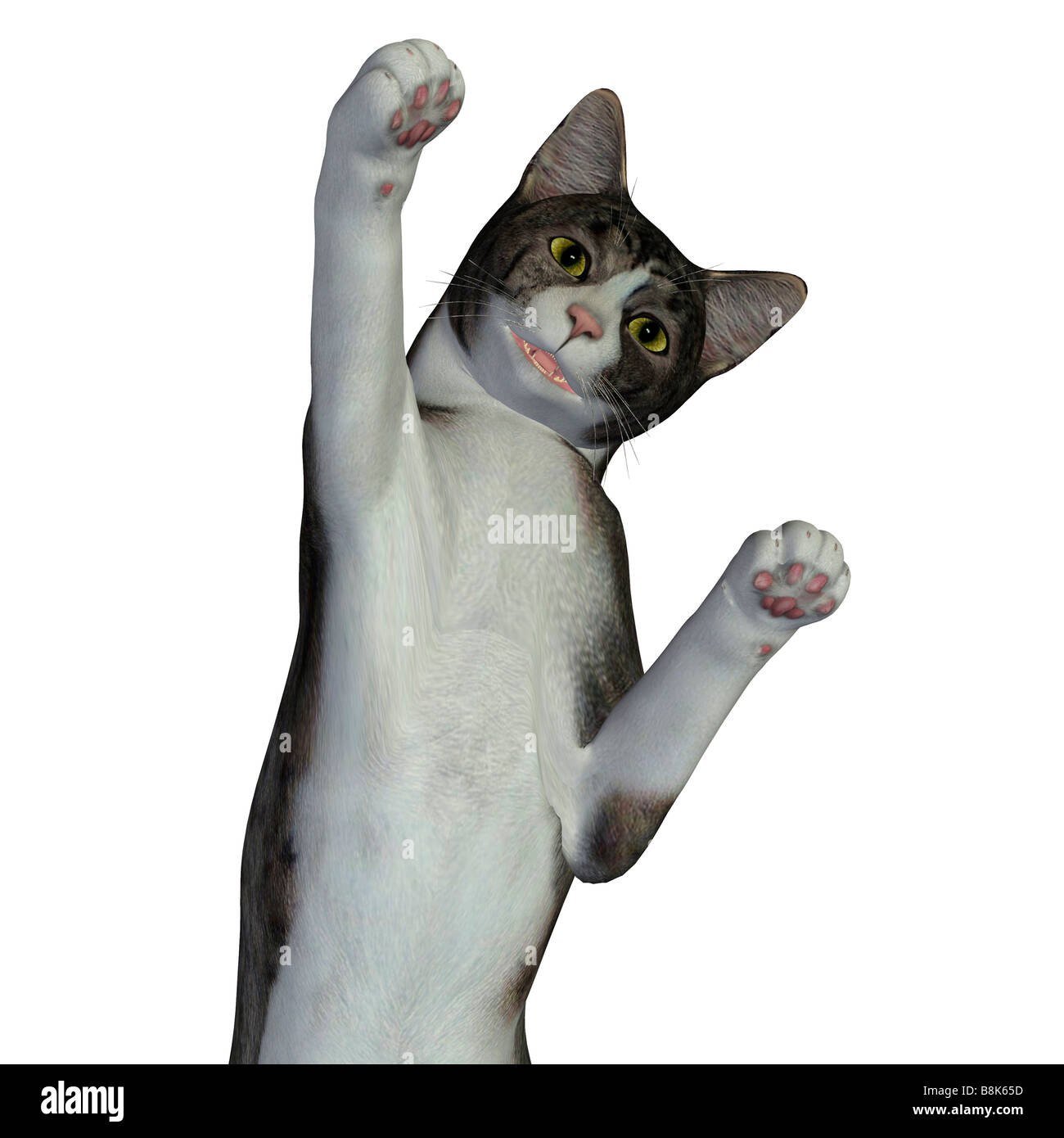 Grey Tabby Cat play fighting isolated on white background Stock Photo ...