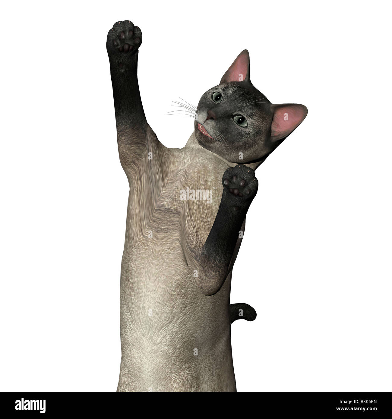 siamese cat play fighting isolated on white background Stock Photo - Alamy