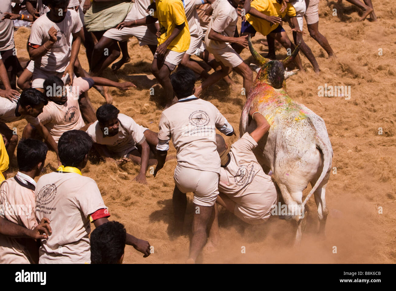 South indian bull fight hi-res stock photography and images - Alamy
