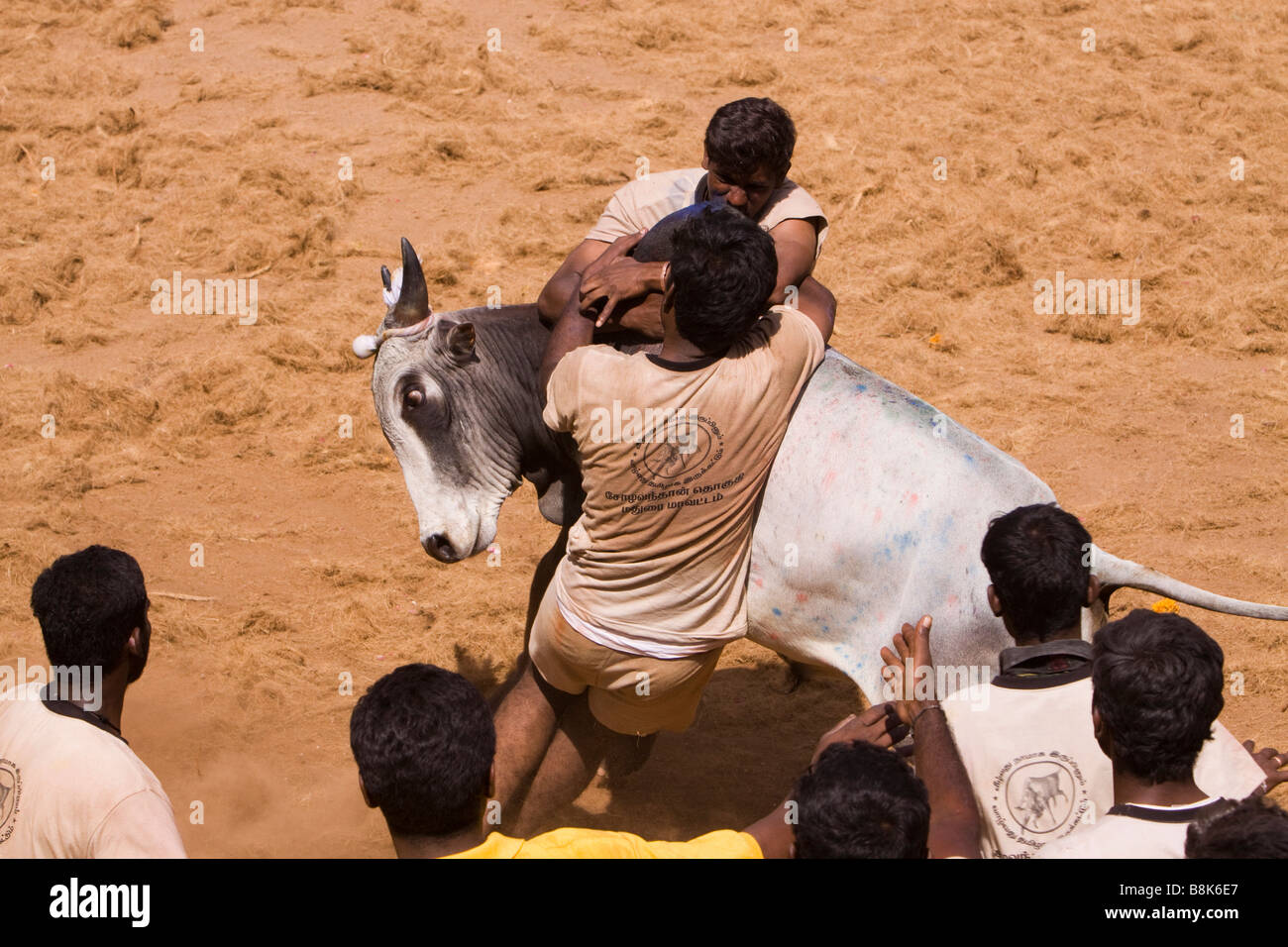 South indian bull fight hi-res stock photography and images - Alamy
