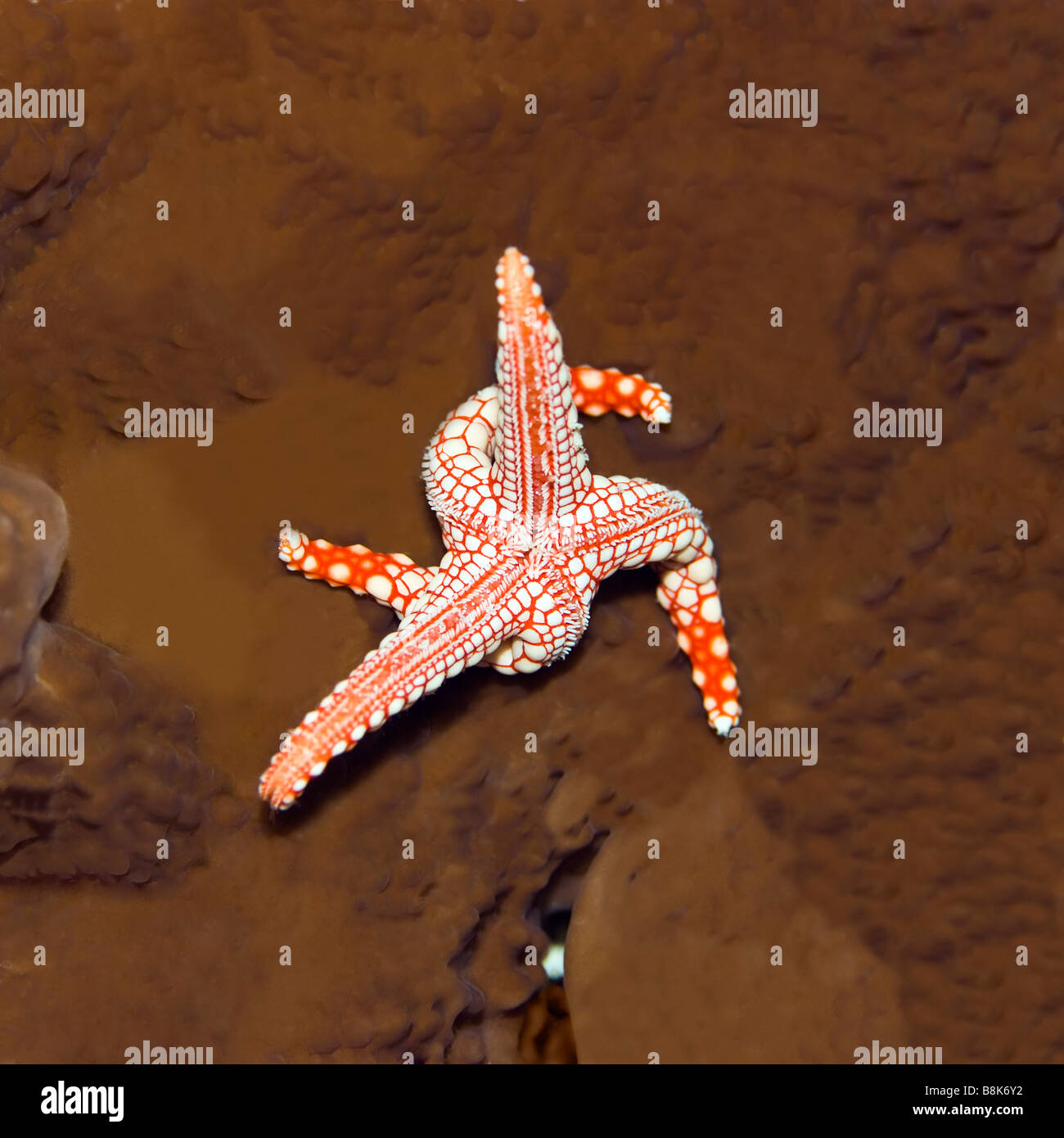 Red and white starfish Fromia monilis Maldives Indian ocean Addu atoll ...