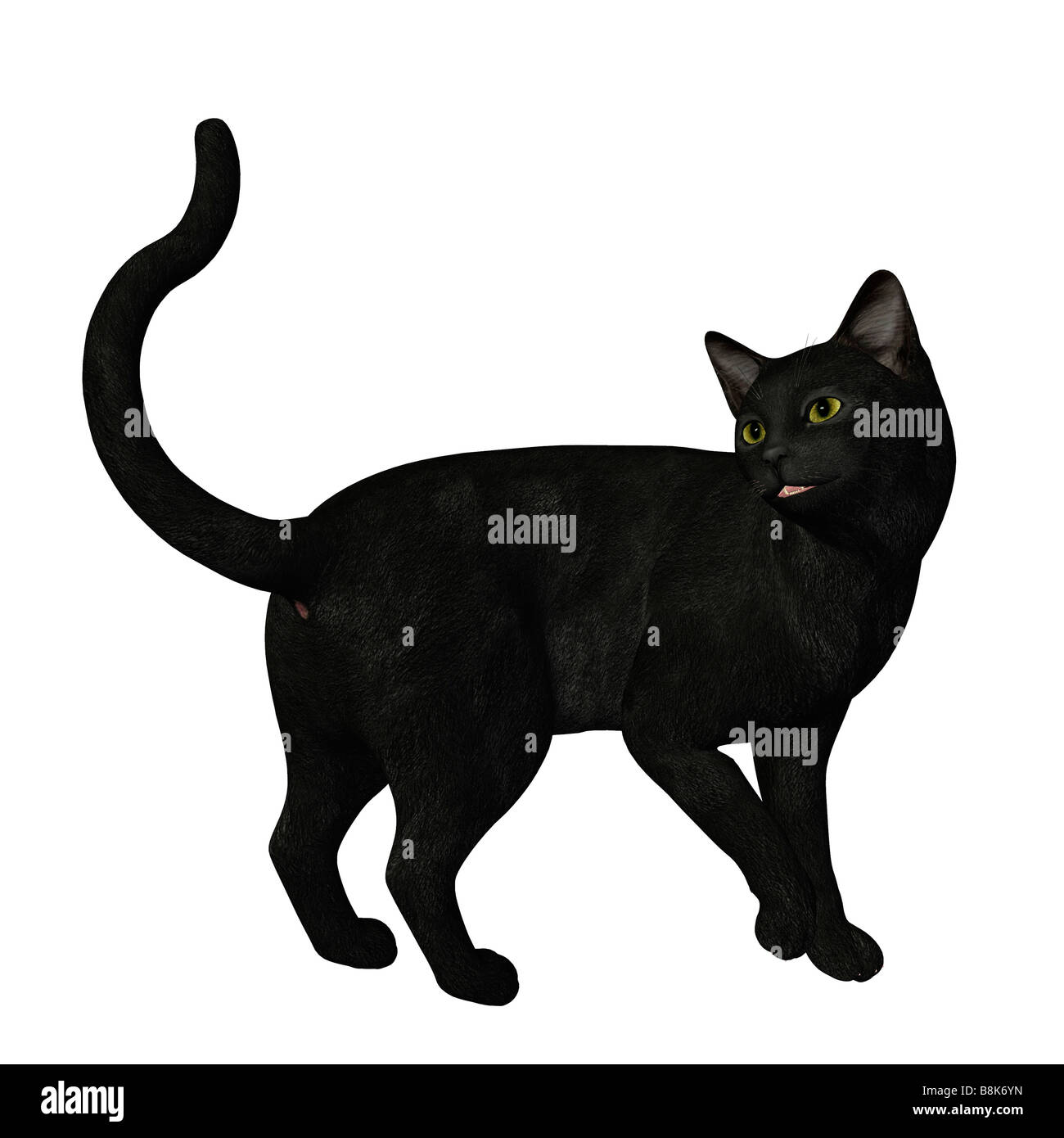 Black Cat turning isolated on white background Stock Photo - Alamy
