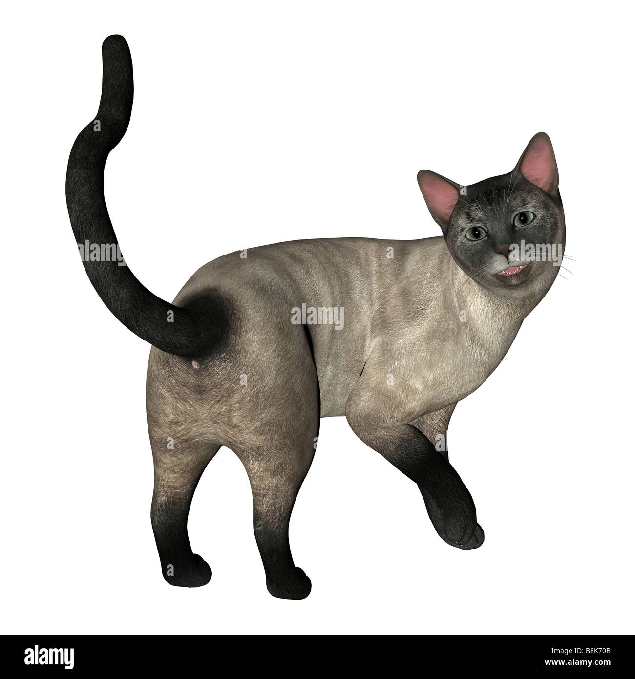 siamese cat looking behind isolated on white background Stock Photo - Alamy