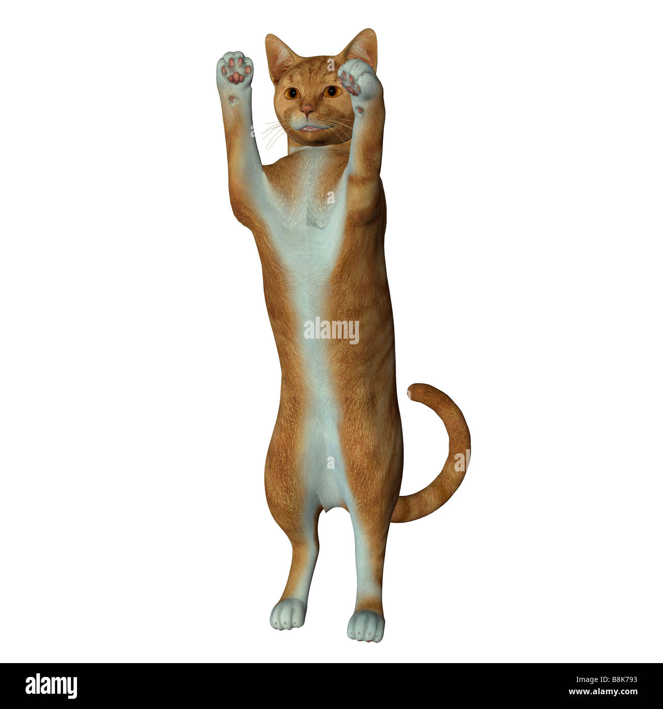 Red Tabby Cat play fighting isolated on white background Stock Photo ...