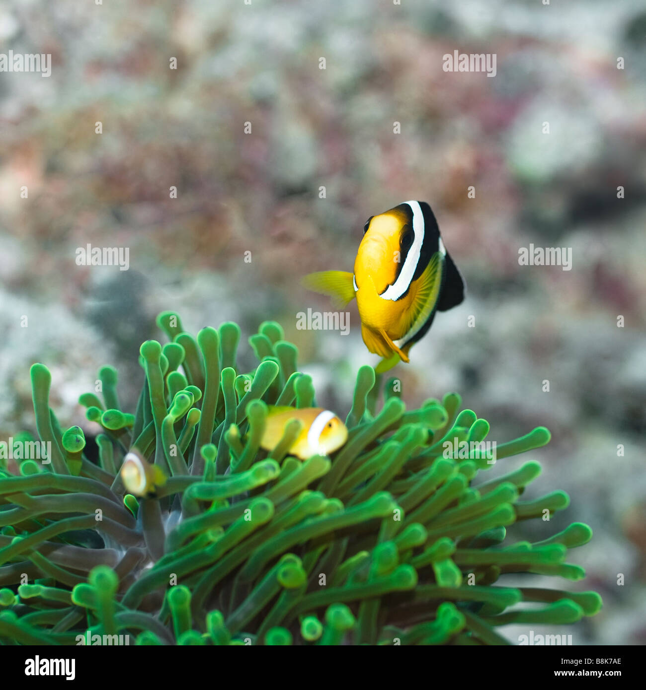 Clark s Anemonefish Amphiprion clarkii Maldives Indian ocean Addu atoll ...