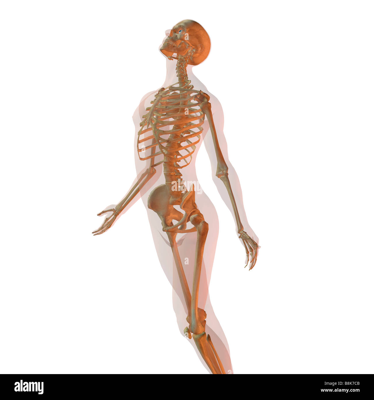 Transparent human male isolated on white looking up with skeleton ...