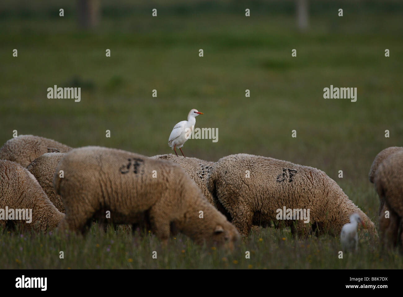 Sheep cattle egret hi-res stock photography and images - Alamy