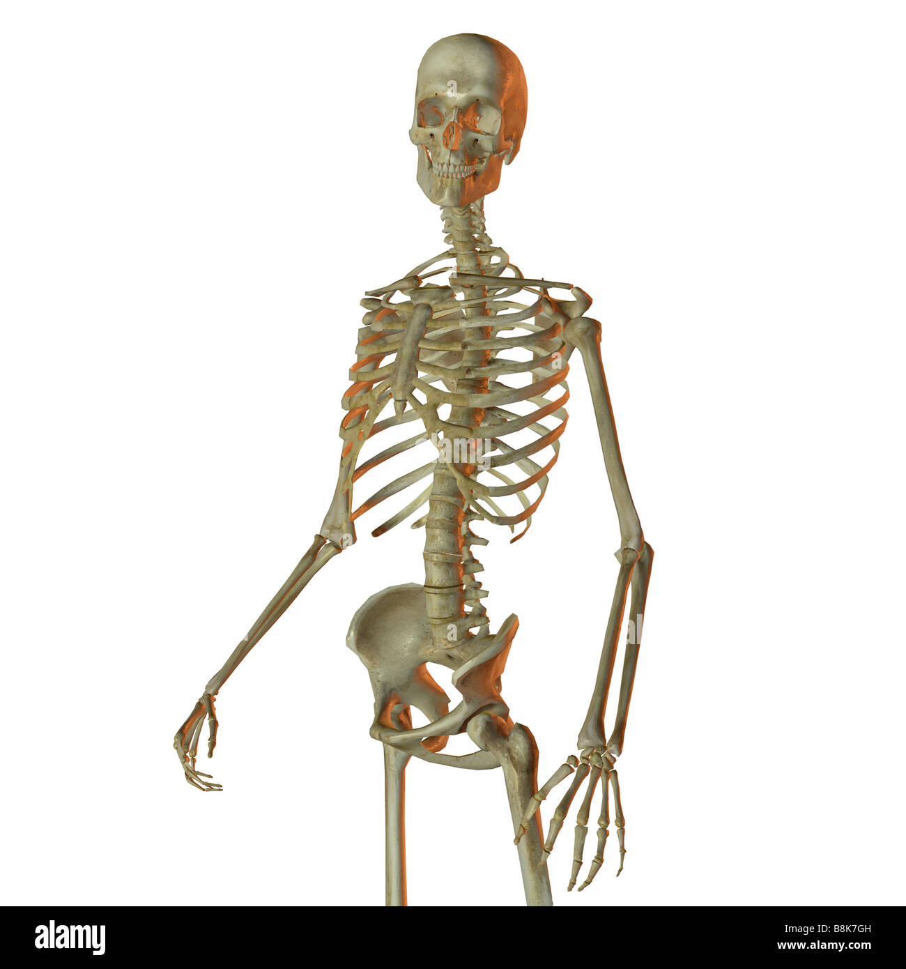 Human skeleton isolated on white looking towards camera Stock Photo - Alamy