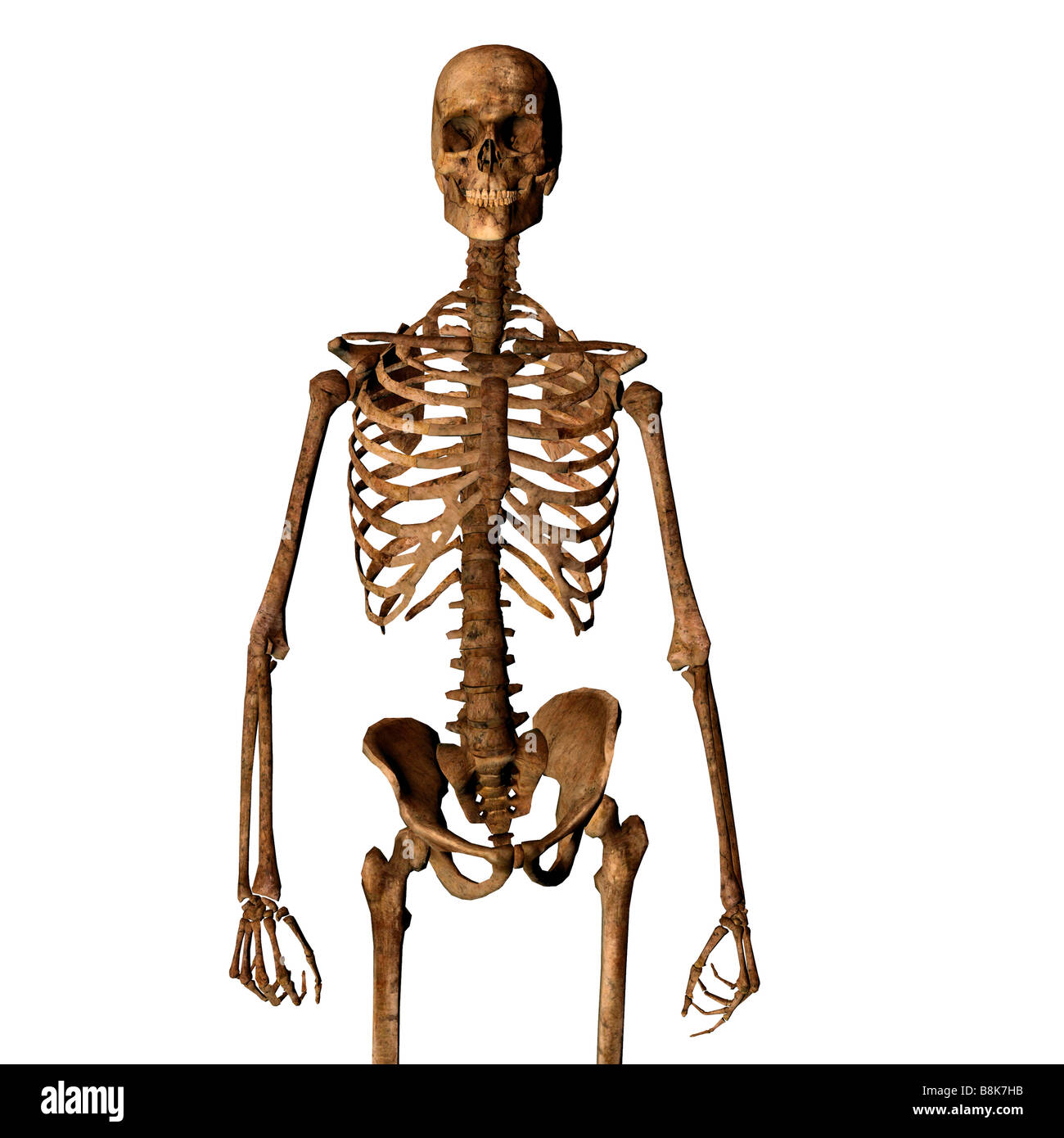 Aging human skeleton isolated on white looking towards camera Stock ...
