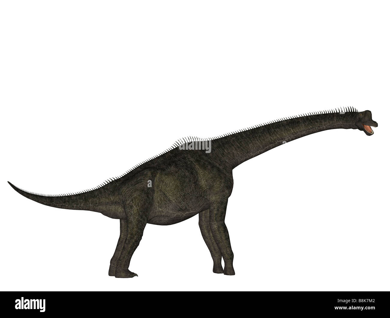 Brachiosaurus dinosaur isolated on white background Stock Photo - Alamy