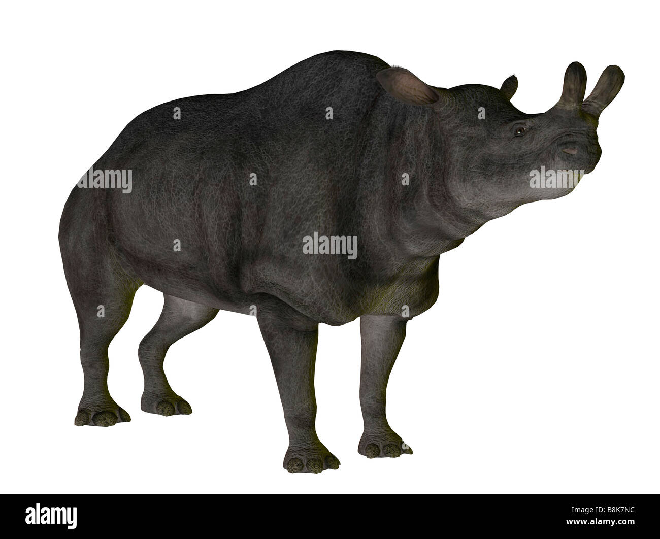 Brontotherium Dinosaur isolated on white background Stock Photo - Alamy