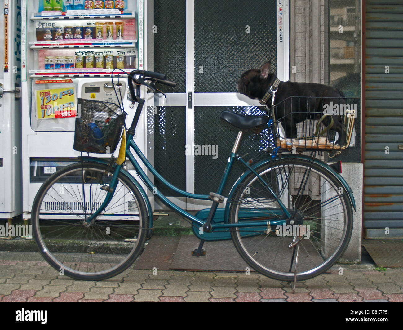 A dog waits for its owner, Osaka, Japan Stock Photo - Alamy
