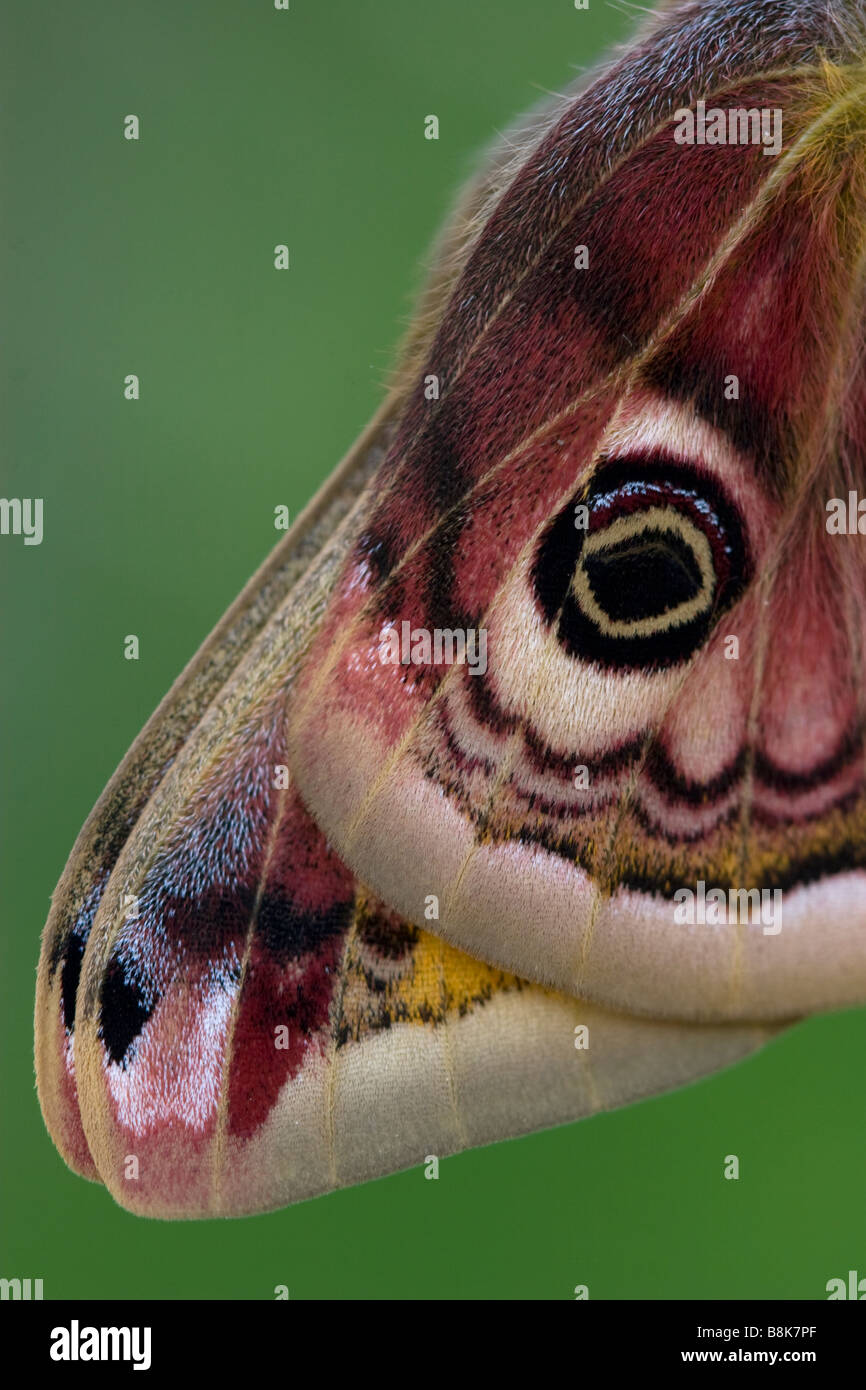 Emperor Moth Saturnia pavonia wing Stock Photo - Alamy