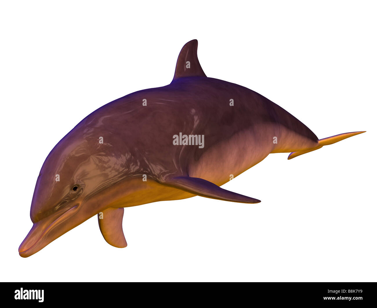 Dolphin isolated on white background Stock Photo - Alamy