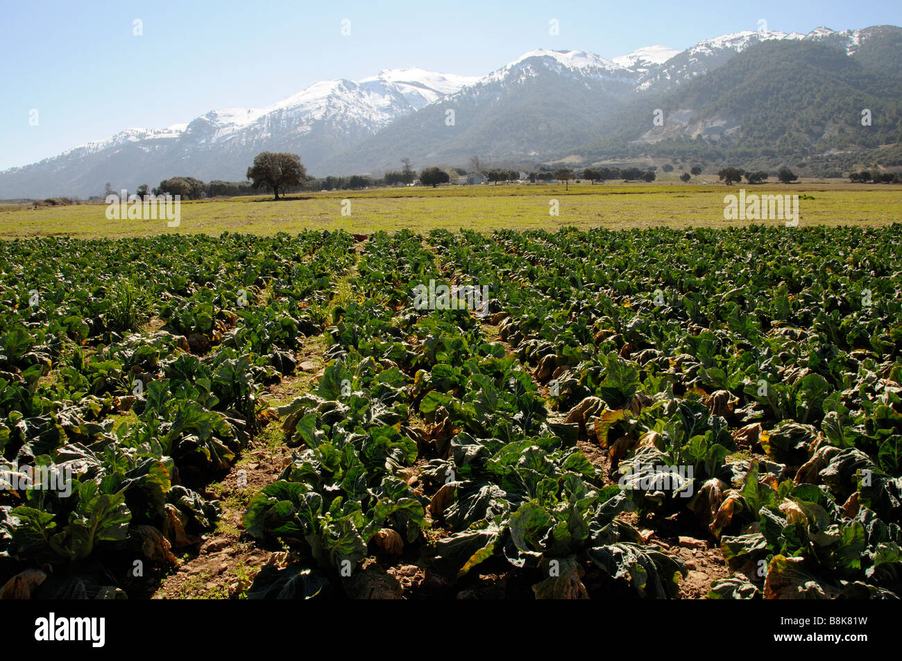 Crops growing on farmland near the spanish town of Ventas de Zafarraya ...