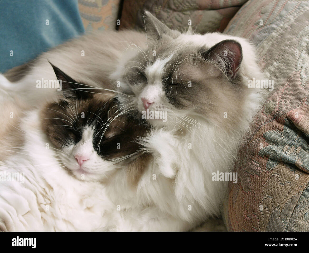 Two cats cuddling hi-res stock photography and images - Alamy