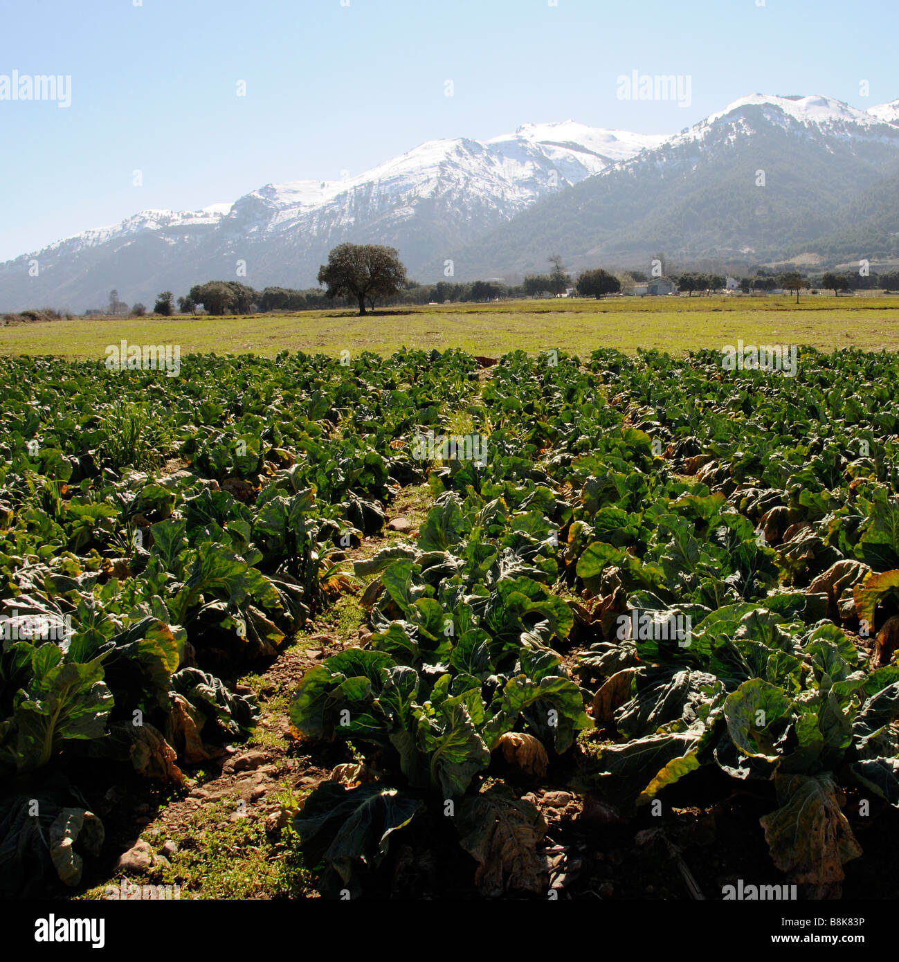 Snow Cabbage High Resolution Stock Photography and Images - Alamy