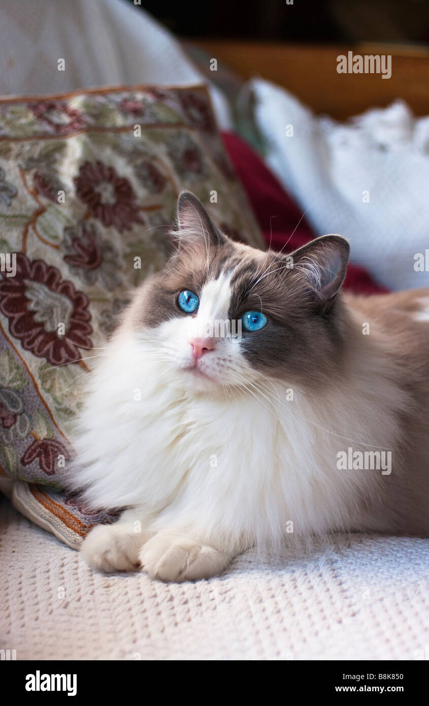Young pedigree pet Ragdoll cat with blue eyes Stock Photo - Alamy