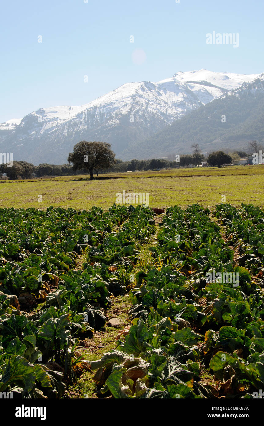 Crops growing on farmland near the spanish town of Ventas de Zafarraya ...