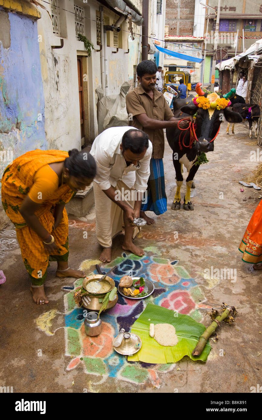 Pongal cow hi-res stock photography and images - Alamy