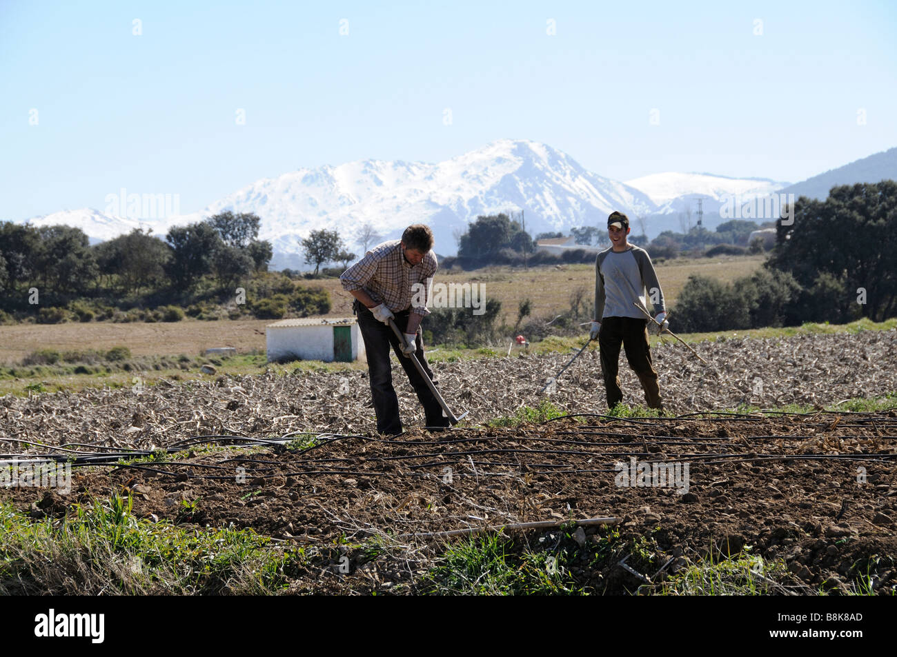 Farm workers hoe crops growing on farmland near the spanish town of ...
