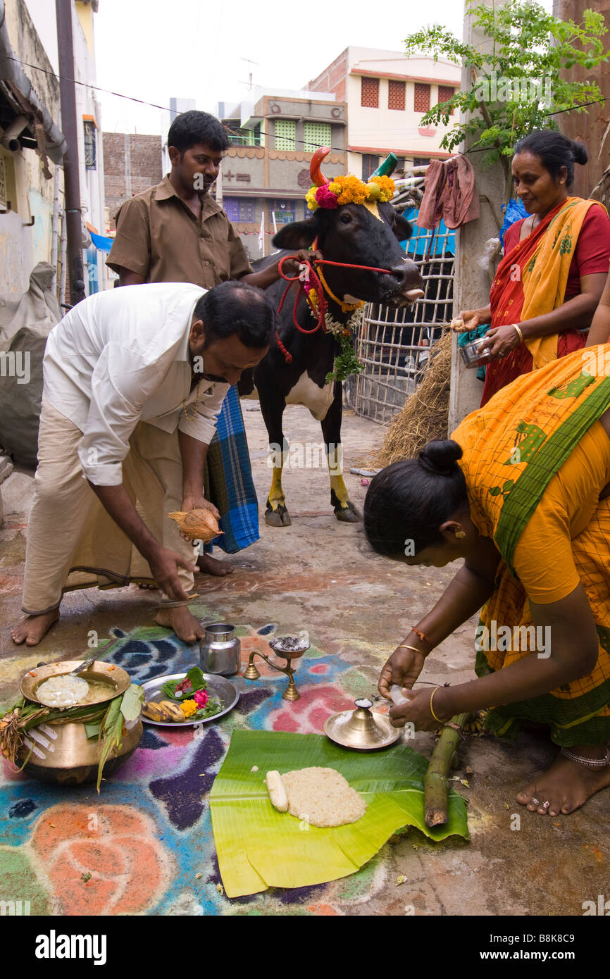 Pongal cow hi-res stock photography and images - Alamy