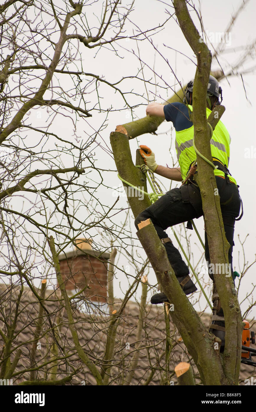 Saw off branches hi-res stock photography and images - Alamy