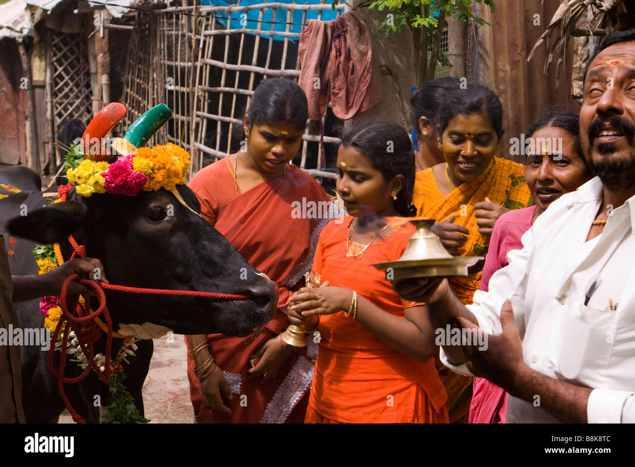 Pongal cow hi-res stock photography and images - Alamy