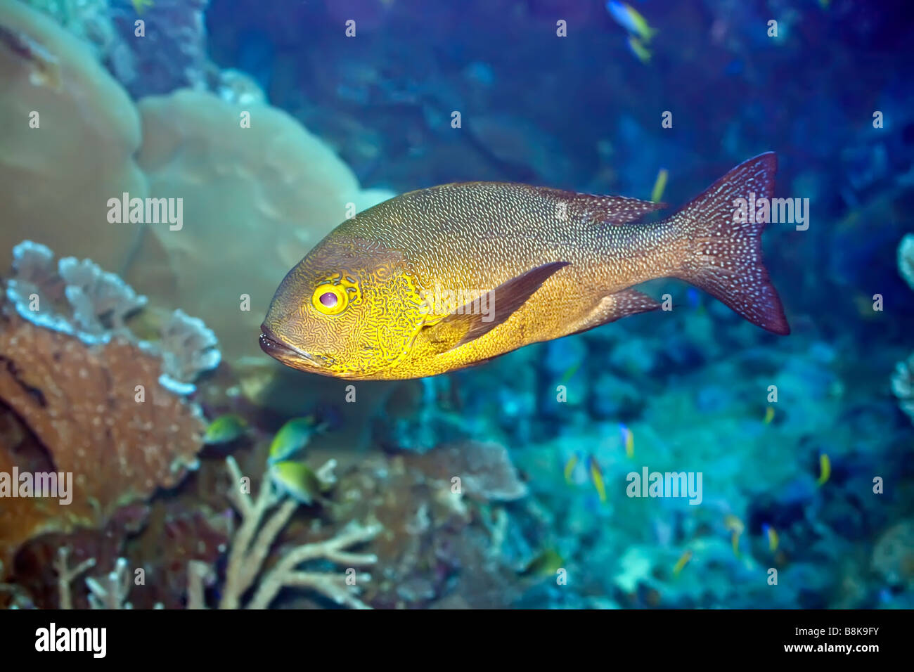 Tropical fish Snapper Macolor macularis Maldives Indian ocean Addu ...