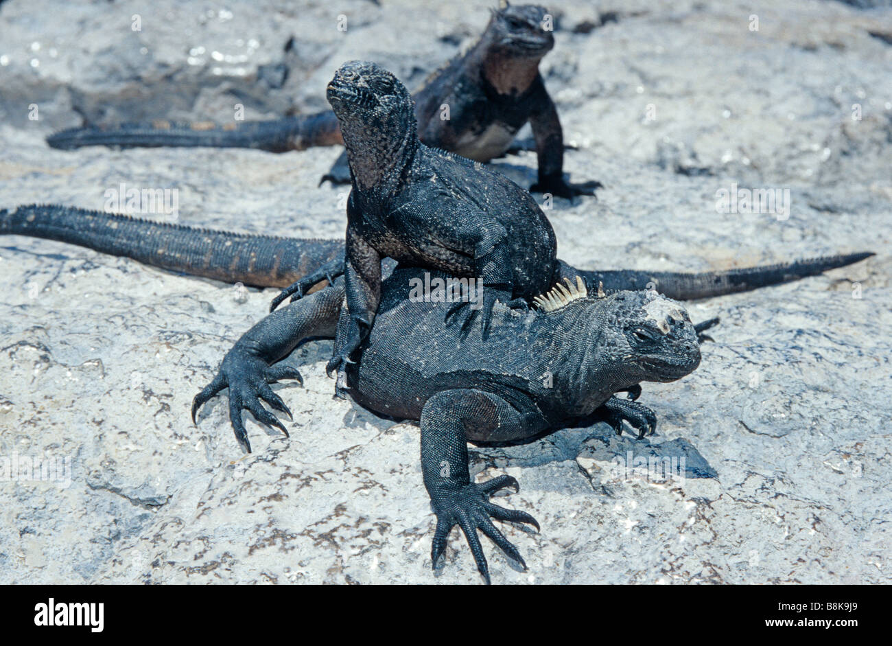 Amblyrhynchus cristatus, Galapagos Marine Iguana Stock Photo - Alamy