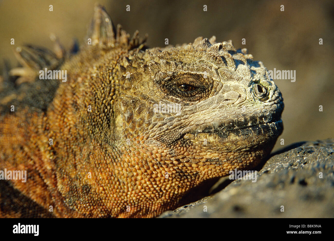 Amblyrhynchus cristatus, Galapagos marine iguana Stock Photo - Alamy
